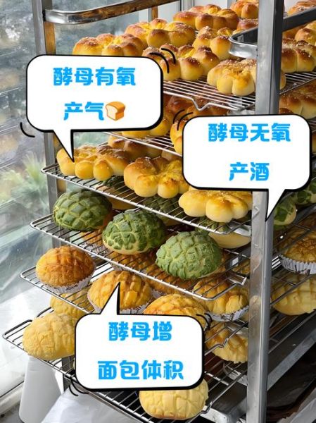 酵母菌发酵是有氧还是无氧_酵母菌有氧无氧区别-第1张图片-山城妙识