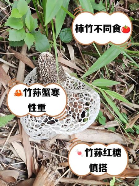 竹荪不能和什么一起吃_竹荪的食用禁忌有哪些-第1张图片-山城妙识 竹荪不能和什么一起吃_竹荪的食用禁忌有哪些-第1张图片-山城妙识