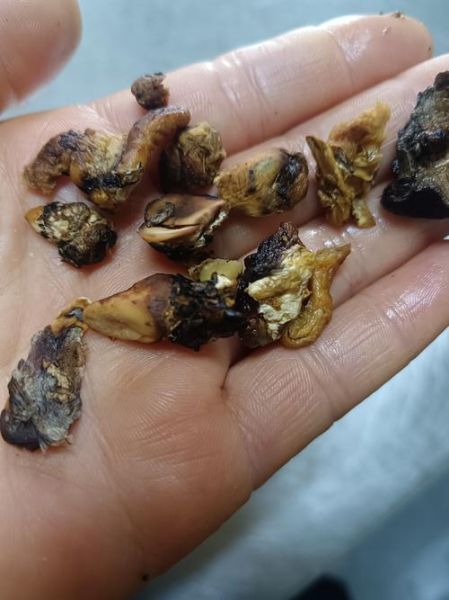 香茹的功效与作用_香茹怎么吃最营养-第3张图片-山城妙识