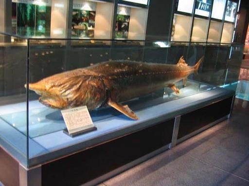 鳇鱼最大的多少斤_鳇鱼能长多大-第2张图片-山城妙识