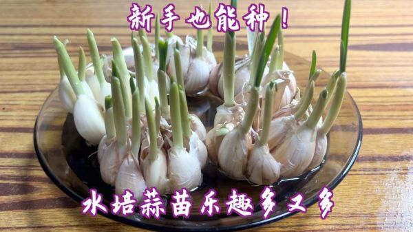 青蒜怎么种_青蒜和蒜苗的区别-第3张图片-山城妙识