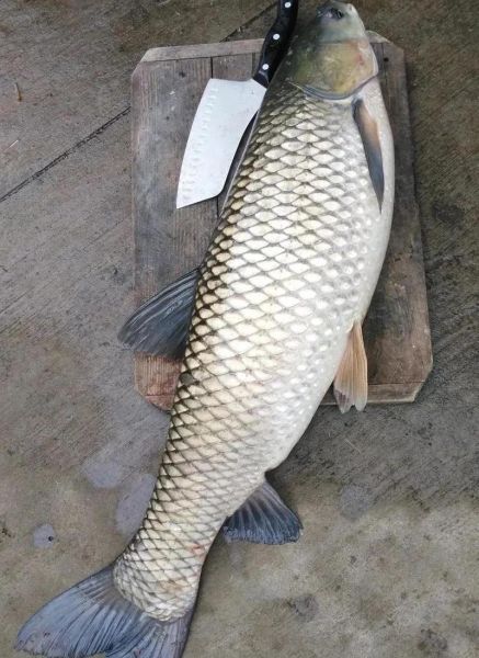 草鱼图片高清_草鱼高清图片怎么拍-第1张图片-山城妙识