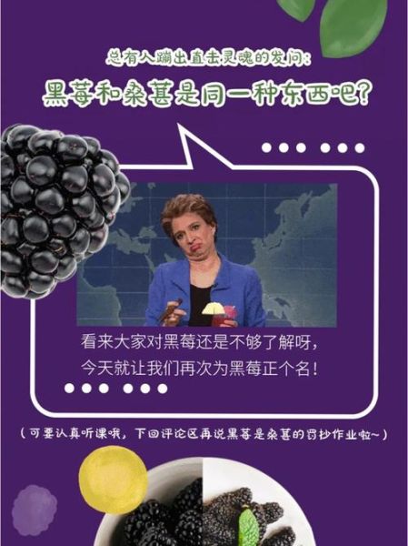 黑莓和桑葚的区别_哪个营养价值更高-第1张图片-山城妙识 黑莓和桑葚的区别_哪个营养价值更高-第1张图片-山城妙识