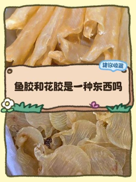 鱼鳔和花胶的区别_花胶是不是鱼鳔-第3张图片-山城妙识 鱼鳔和花胶的区别_花胶是不是鱼鳔-第3张图片-山城妙识
