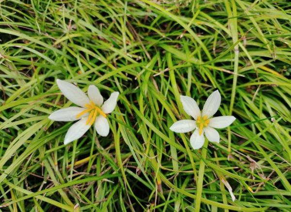 葱兰和韭兰的区别_如何快速区分-第3张图片-山城妙识