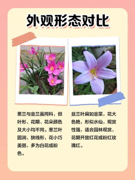 葱兰和韭兰的区别_如何快速区分-第1张图片-山城妙识