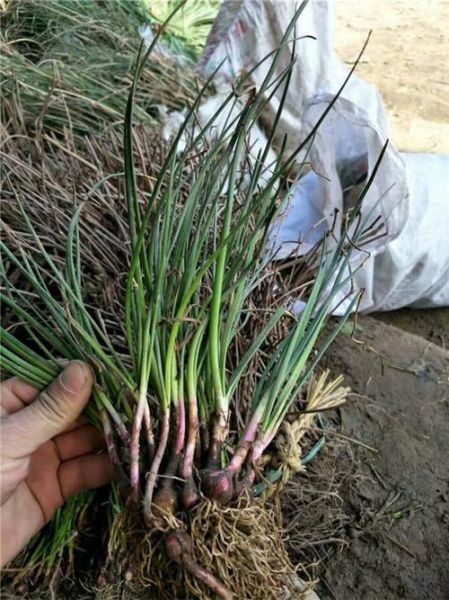 葱兰和韭兰的区别_如何快速区分-第2张图片-山城妙识