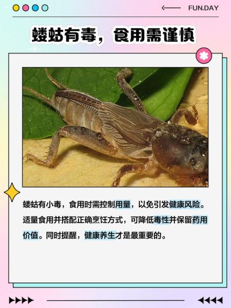 蝼蛄图片与作用_蝼蛄有什么功效-第1张图片-山城妙识