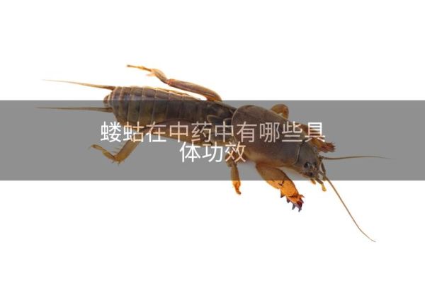 蝼蛄图片与作用_蝼蛄有什么功效-第3张图片-山城妙识