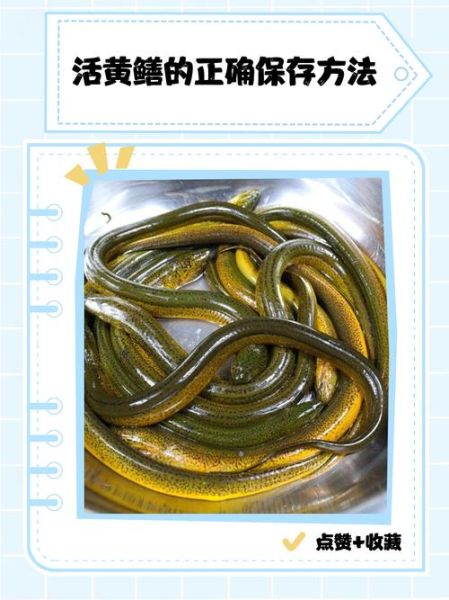 土池塘黄鳝养殖技术_如何提高成活率-第3张图片-山城妙识 土池塘黄鳝养殖技术_如何提高成活率-第3张图片-山城妙识