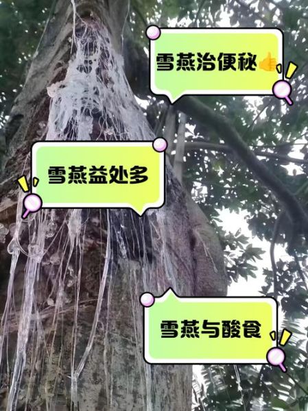 雪燕的功效与副作用_雪燕怎么吃才安全-第1张图片-山城妙识