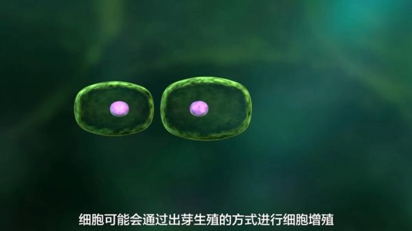 酵母菌如何繁殖_酵母菌繁殖方式有哪些-第1张图片-山城妙识 酵母菌如何繁殖_酵母菌繁殖方式有哪些-第1张图片-山城妙识