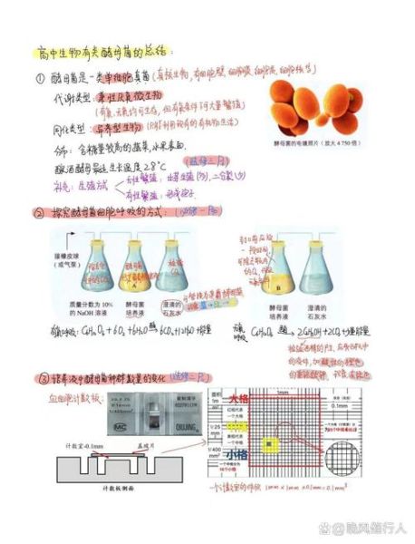 酵母菌如何繁殖_酵母菌繁殖方式有哪些-第2张图片-山城妙识 酵母菌如何繁殖_酵母菌繁殖方式有哪些-第2张图片-山城妙识