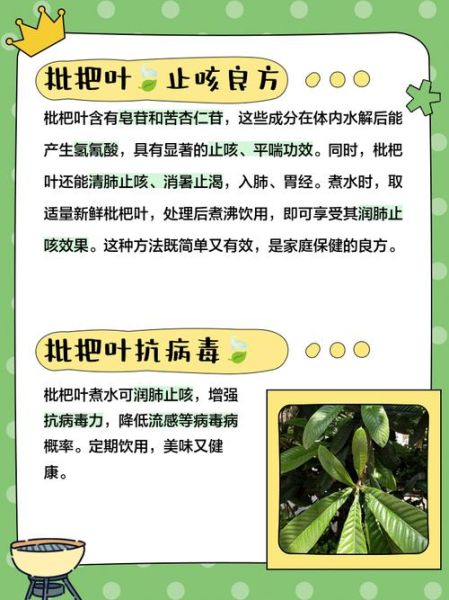 野枇杷煮水喝有什么功效_野枇杷叶煮水禁忌-第1张图片-山城妙识