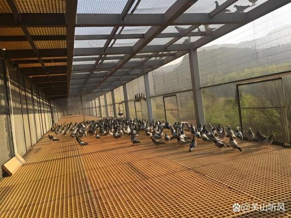 肉鸽养殖大棚怎么建_肉鸽大棚设计图要点-第2张图片-山城妙识 肉鸽养殖大棚怎么建_肉鸽大棚设计图要点-第2张图片-山城妙识