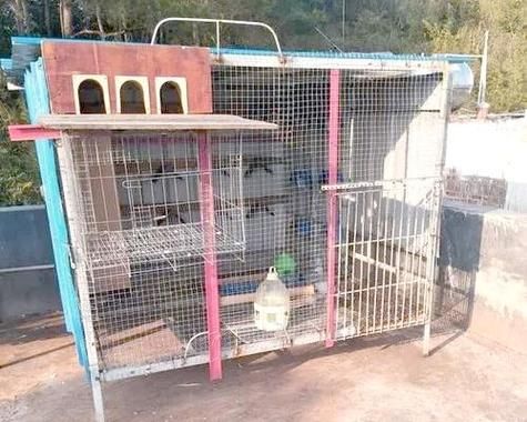 肉鸽养殖大棚怎么建_肉鸽大棚设计图要点-第3张图片-山城妙识 肉鸽养殖大棚怎么建_肉鸽大棚设计图要点-第3张图片-山城妙识