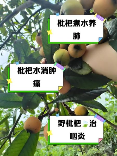 野枇杷煮水喝有什么功效_野枇杷叶煮水禁忌-第3张图片-山城妙识