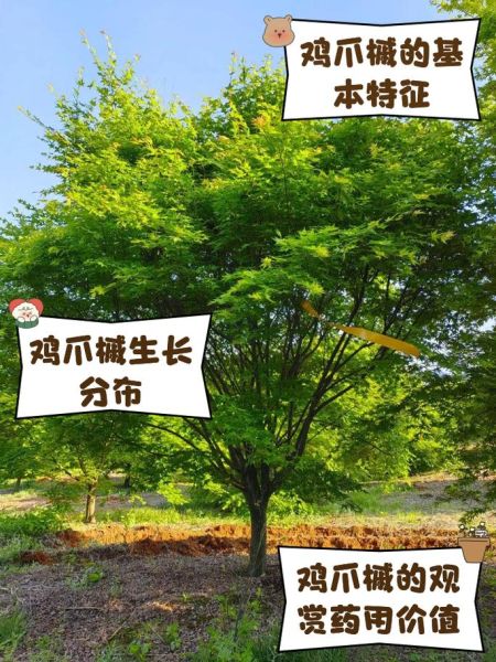 鸡爪槭寓意是什么_鸡爪槭风水作用-第1张图片-山城妙识