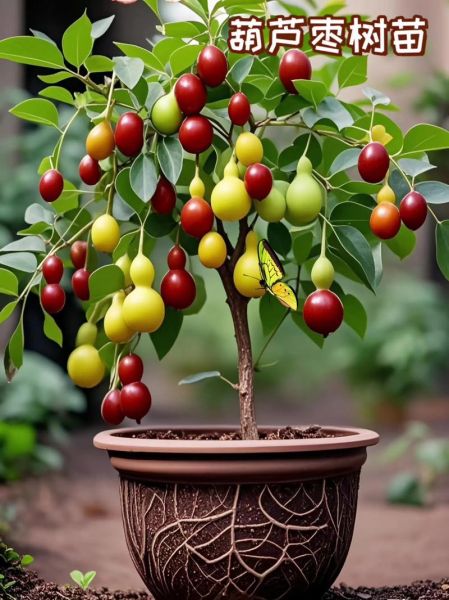 枣树怎么种_枣树几年结果-第2张图片-山城妙识 枣树怎么种_枣树几年结果-第2张图片-山城妙识