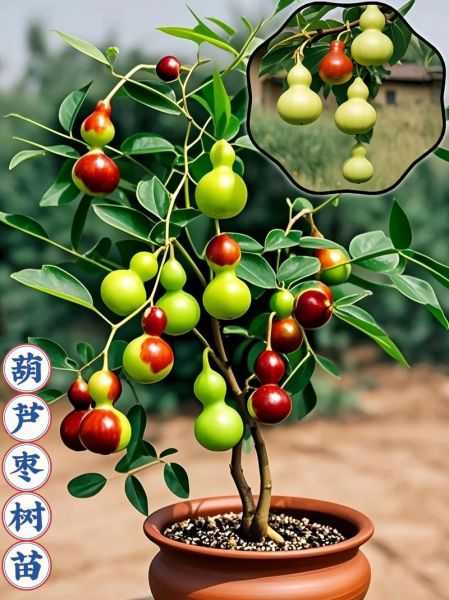 枣树怎么种_枣树几年结果-第1张图片-山城妙识 枣树怎么种_枣树几年结果-第1张图片-山城妙识