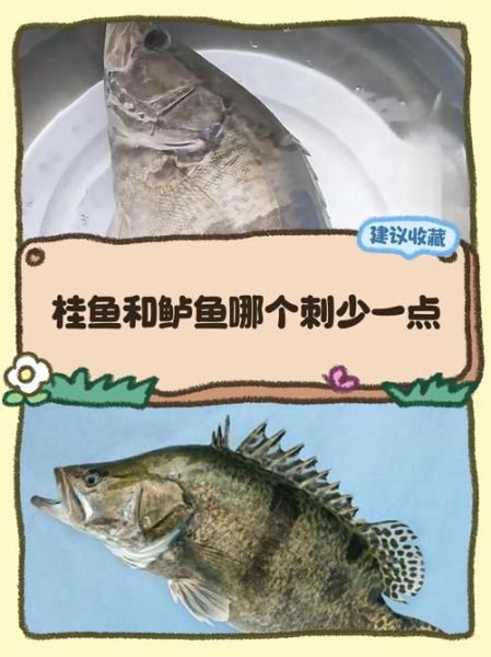 鲈鱼和桂鱼的区别_哪个更好吃-第2张图片-山城妙识
