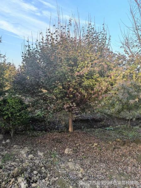 鸡爪槭寓意是什么_鸡爪槭风水作用-第3张图片-山城妙识