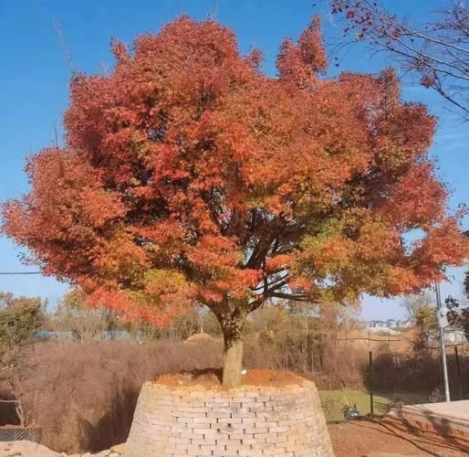 鸡爪槭寓意是什么_鸡爪槭风水作用-第2张图片-山城妙识