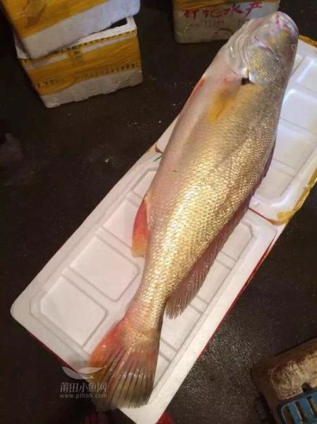 黄唇鱼多少钱一斤_黄唇鱼价格为什么那么高-第1张图片-山城妙识