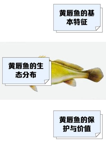 黄唇鱼多少钱一斤_黄唇鱼价格为什么那么高-第2张图片-山城妙识
