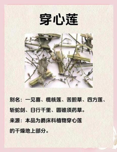 湿气重能吃穿心莲吗_穿心莲去湿效果怎么样-第1张图片-山城妙识 湿气重能吃穿心莲吗_穿心莲去湿效果怎么样-第1张图片-山城妙识