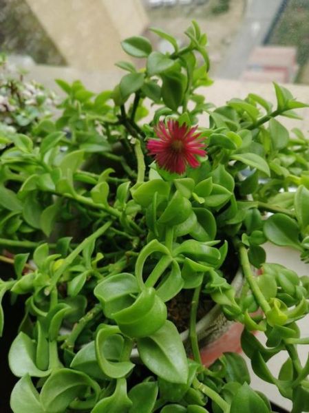 湿气重能吃穿心莲吗_穿心莲去湿效果怎么样-第3张图片-山城妙识 湿气重能吃穿心莲吗_穿心莲去湿效果怎么样-第3张图片-山城妙识