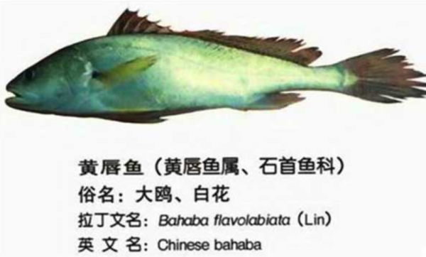 黄唇鱼多少钱一斤_黄唇鱼价格为什么那么高-第3张图片-山城妙识