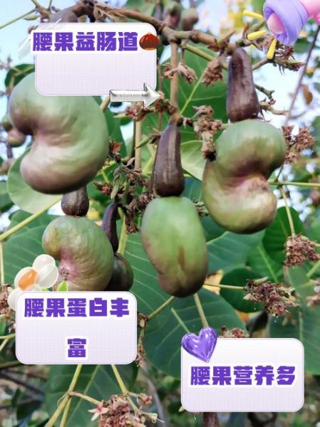 腰果苹果能吃吗_腰果苹果的功效与作用-第1张图片-山城妙识