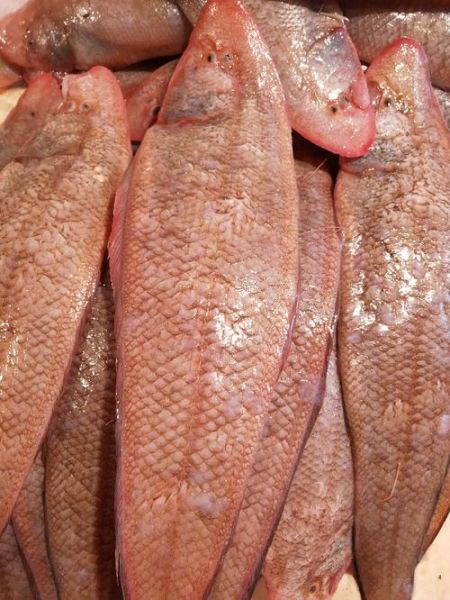 龙利鱼贵吗_龙利鱼多少钱一斤-第3张图片-山城妙识