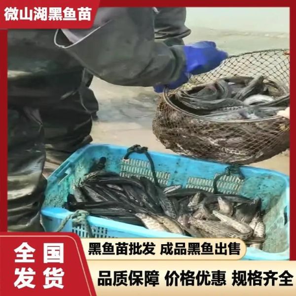 黑鱼苗多少钱一斤_黑鱼苗批发哪里便宜-第2张图片-山城妙识