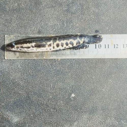 黑鱼苗多少钱一斤_黑鱼苗批发哪里便宜-第1张图片-山城妙识