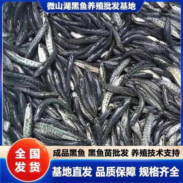黑鱼苗多少钱一斤_黑鱼苗批发哪里便宜-第3张图片-山城妙识