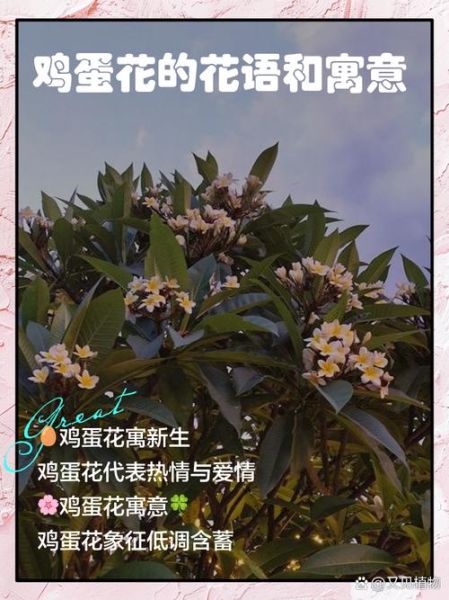 鸡蛋花的花语是什么_鸡蛋花适合送什么人-第1张图片-山城妙识 鸡蛋花的花语是什么_鸡蛋花适合送什么人-第1张图片-山城妙识