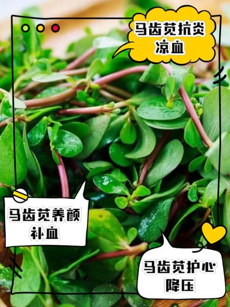 马齿苋能治前列腺炎吗_前列腺炎吃马齿苋多久见效-第3张图片-山城妙识