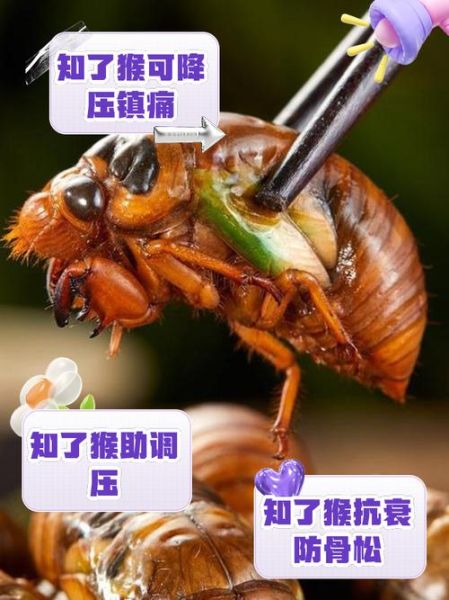 知了猴能吃吗_知了猴怎么吃安全-第1张图片-山城妙识