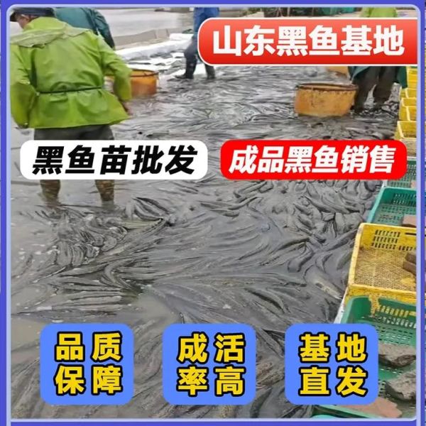 黑鱼苗价格多少钱一斤_黑鱼苗批发价格行情-第1张图片-山城妙识