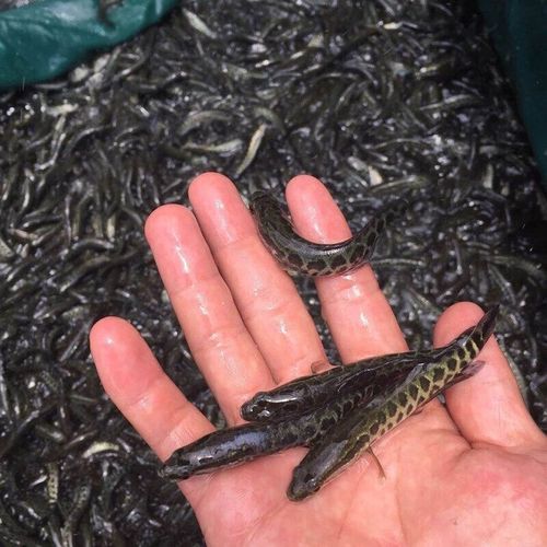 黑鱼苗价格多少钱一斤_黑鱼苗批发价格行情-第2张图片-山城妙识