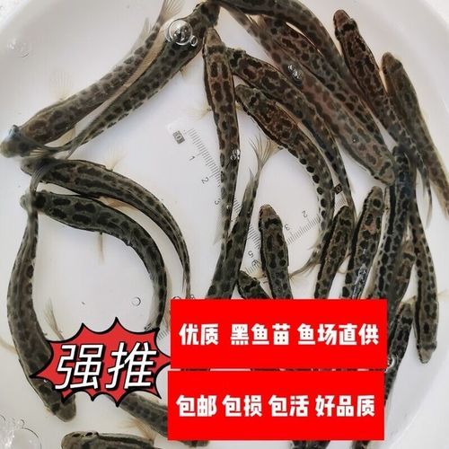 黑鱼苗价格多少钱一斤_黑鱼苗批发价格行情-第3张图片-山城妙识