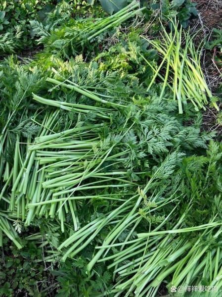 野生水芹菜图片大全_如何分辨真假水芹菜-第3张图片-山城妙识