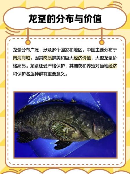 龙趸鱼多少钱一斤_龙趸鱼怎么做好吃-第2张图片-山城妙识