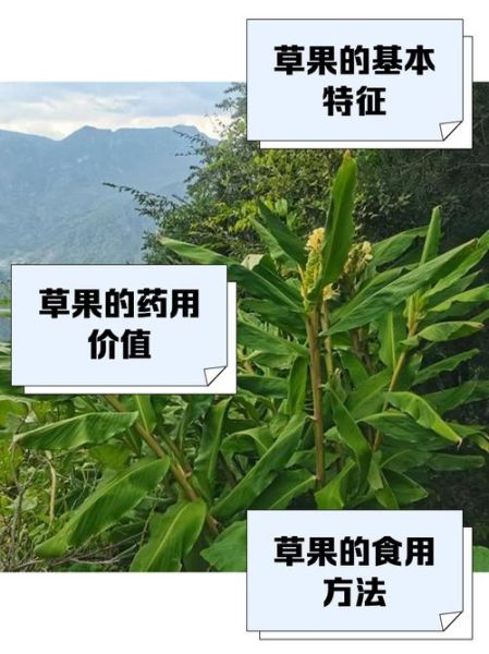 草果香料怎么用_草果图片长什么样-第2张图片-山城妙识