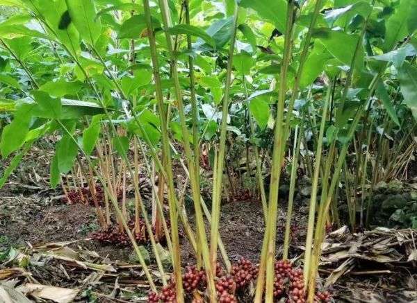 草果香料怎么用_草果图片长什么样-第3张图片-山城妙识