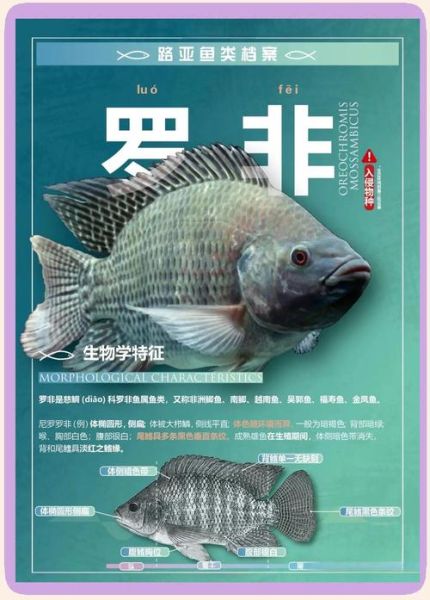 罗非鱼是什么梗_罗非鱼网络用语出处-第1张图片-山城妙识