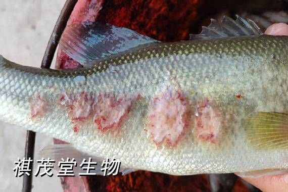 罗非鱼是什么梗_罗非鱼网络用语出处-第3张图片-山城妙识