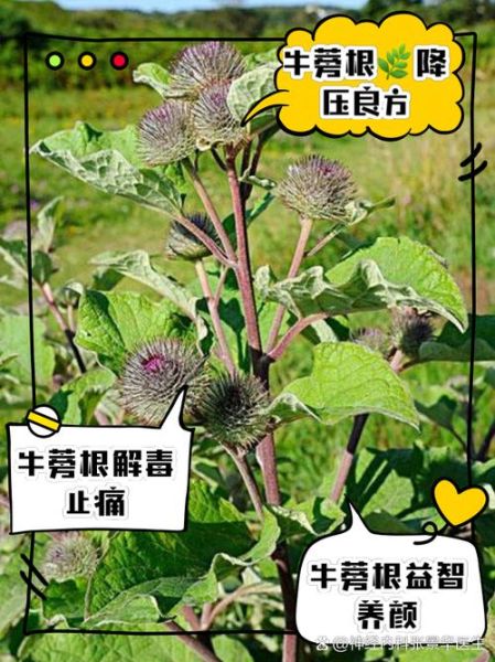 鲜牛蒡的功效与作用_鲜牛蒡怎么吃最好-第2张图片-山城妙识